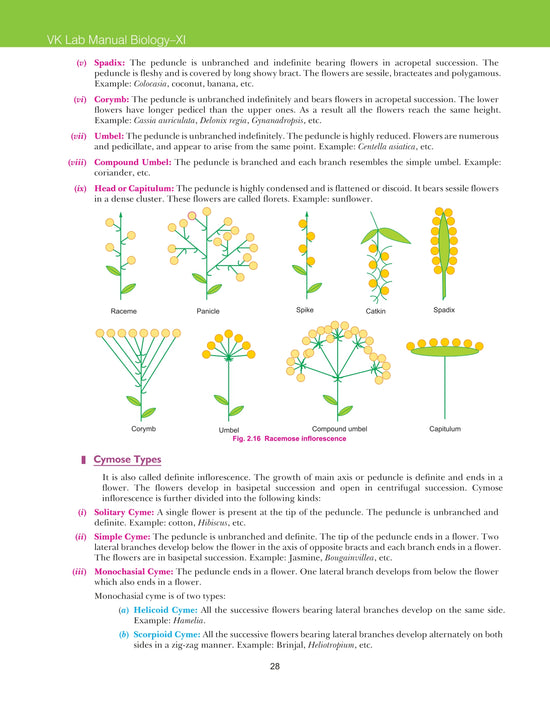 Lab Manual Biology (HB) With Worksheet | For Class 11 | CBSE Based | N